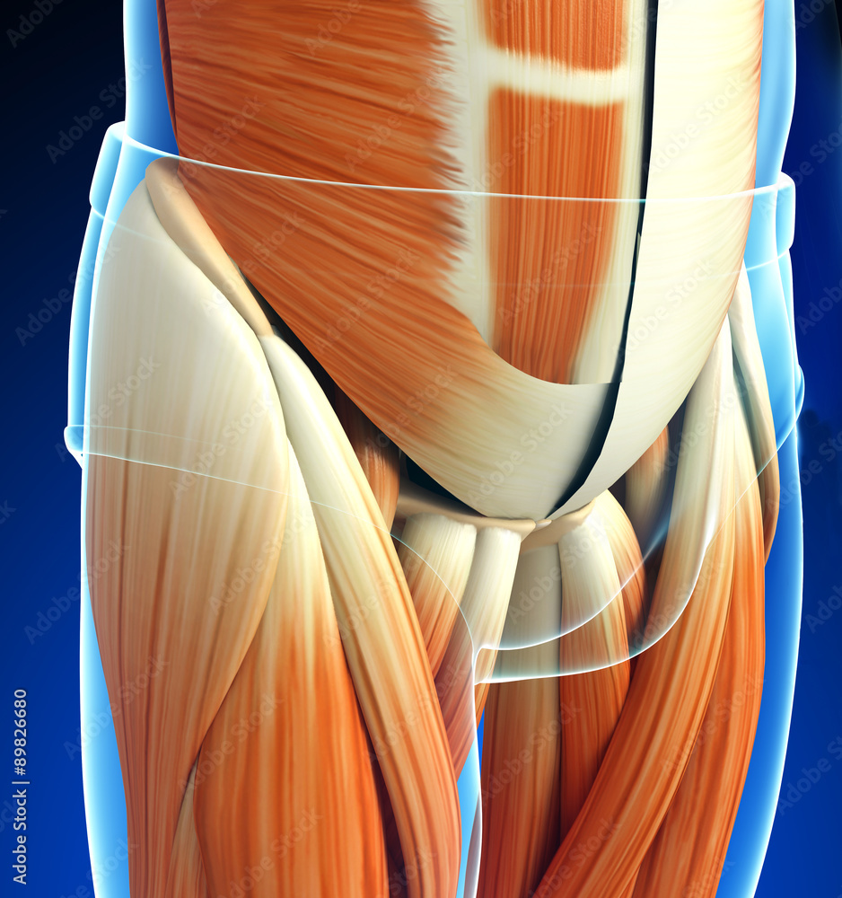 3d rendered illustration of pelvic muscles anatomy Stock Illustration ...