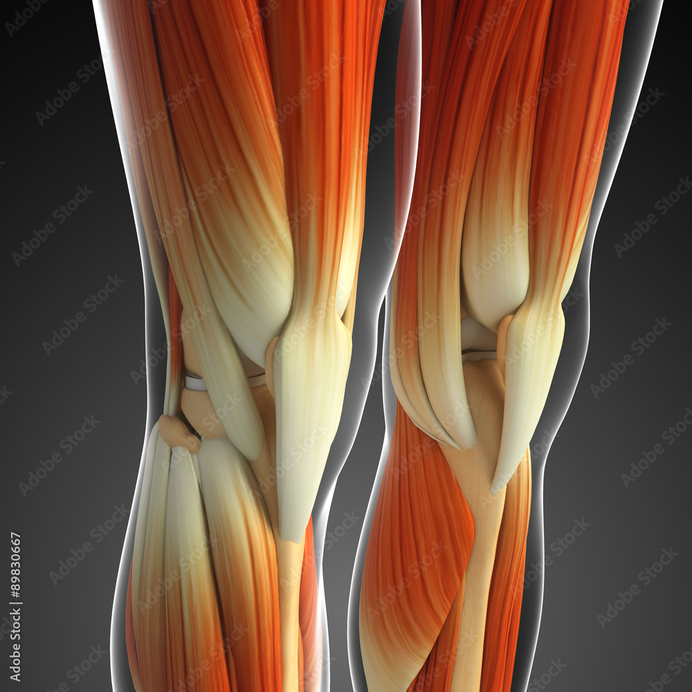 3d rendered illustration of leg muscles anatomy Stock Illustration ...