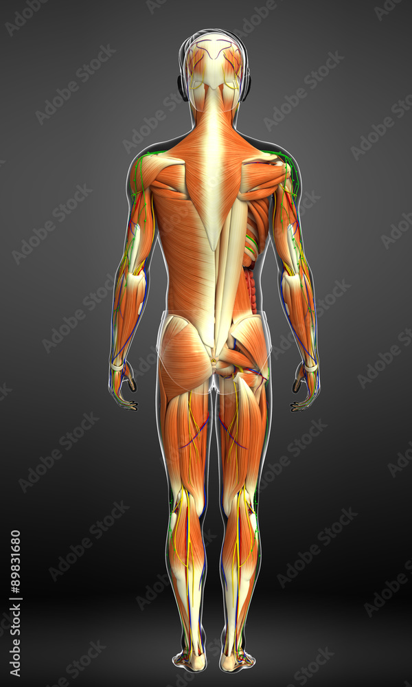 3d rendered illustration of muscular anatomy Stock Illustration | Adobe ...