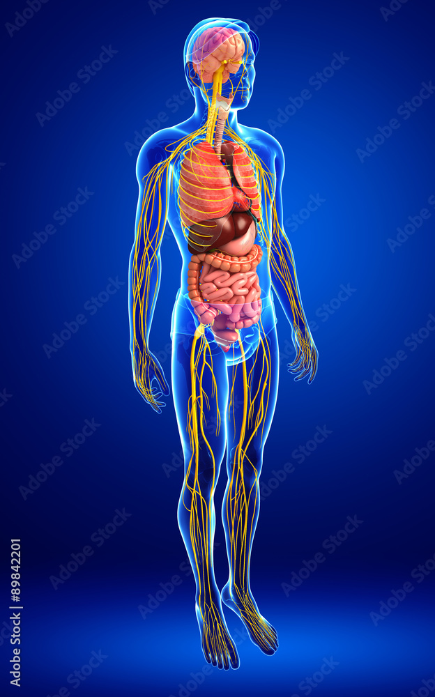Male body of Nervous and digestive system artwork Stock Illustration ...