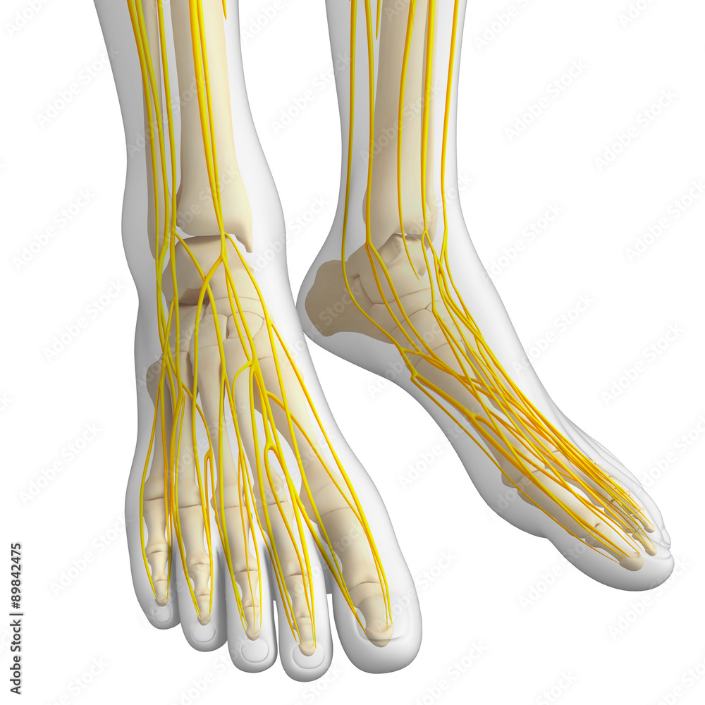 Nervous system of foot skeleton artwork Stock Illustration | Adobe Stock