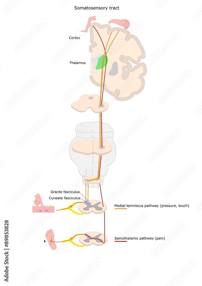 vie somatosensitive: via lemniscale e via spinotalamica Stock Vector ...