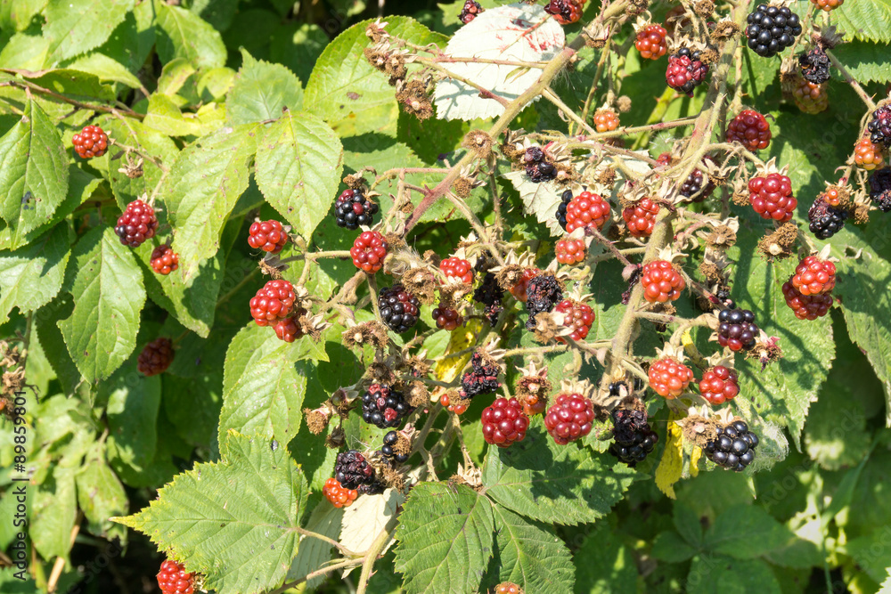 Brombeersträucher Stock-Foto | Adobe Stock