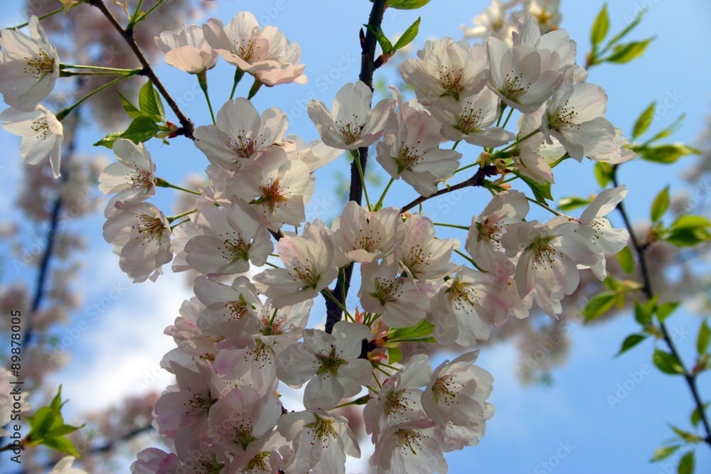 Cherry Blossom.. Stock Photo | Adobe Stock