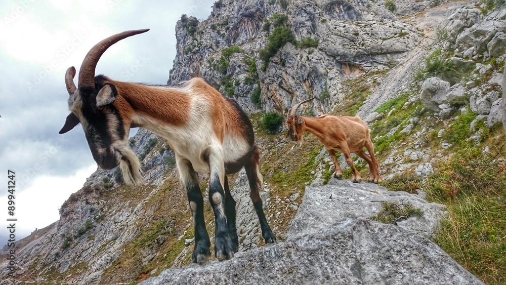 Cabras en la montaña Stock Photo | Adobe Stock