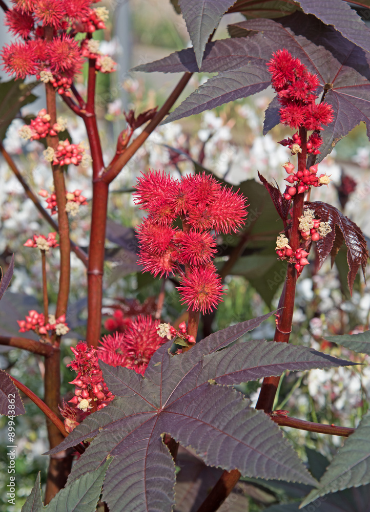 Wunderbaum - Rizinus Stock Photo | Adobe Stock