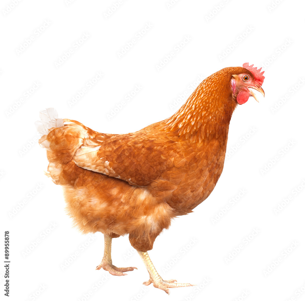 full body of brown chicken hen standing isolated white backgroun Stock ...