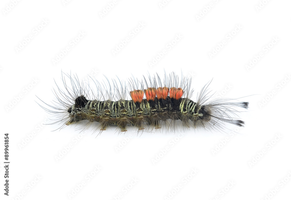caterpillar isolated on a white background Stock Photo | Adobe Stock