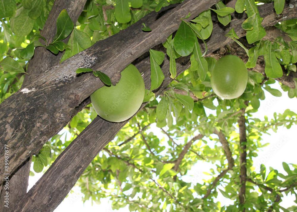 Calabash Stock Photo | Adobe Stock