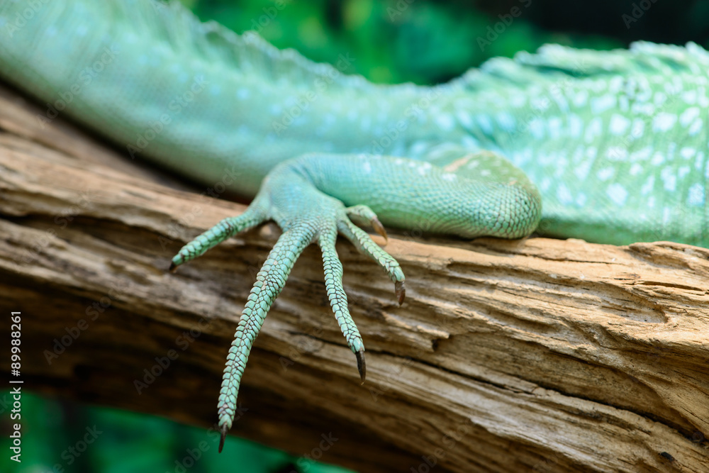 Blue Basilisk Lizard