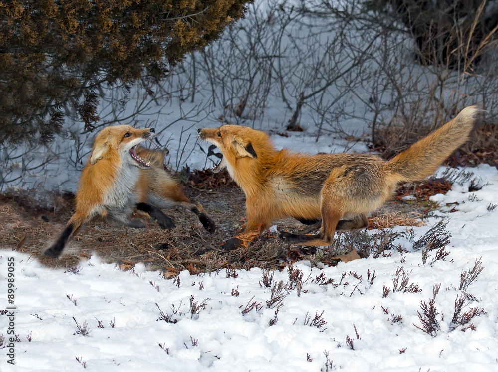 Red Foxes Fighting
