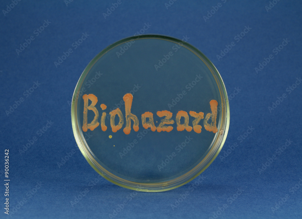 Biohazard inscription is maded up by living bacteria on petri dish ...