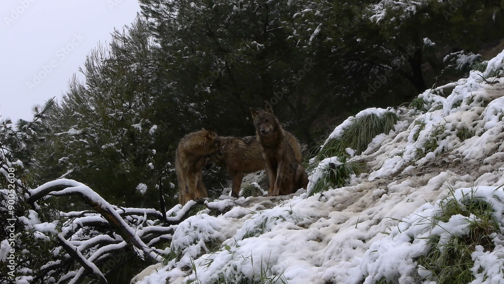 the group of wolves in the mountains of southern Spain Stock Video ...