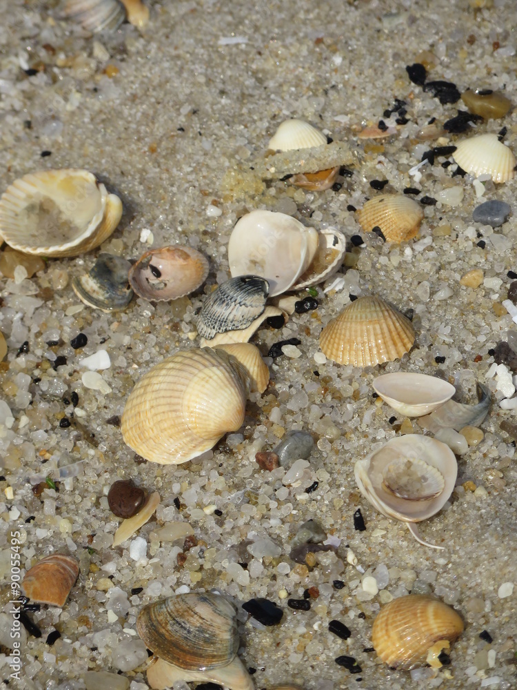 Nordseemuscheln Stock Photo | Adobe Stock