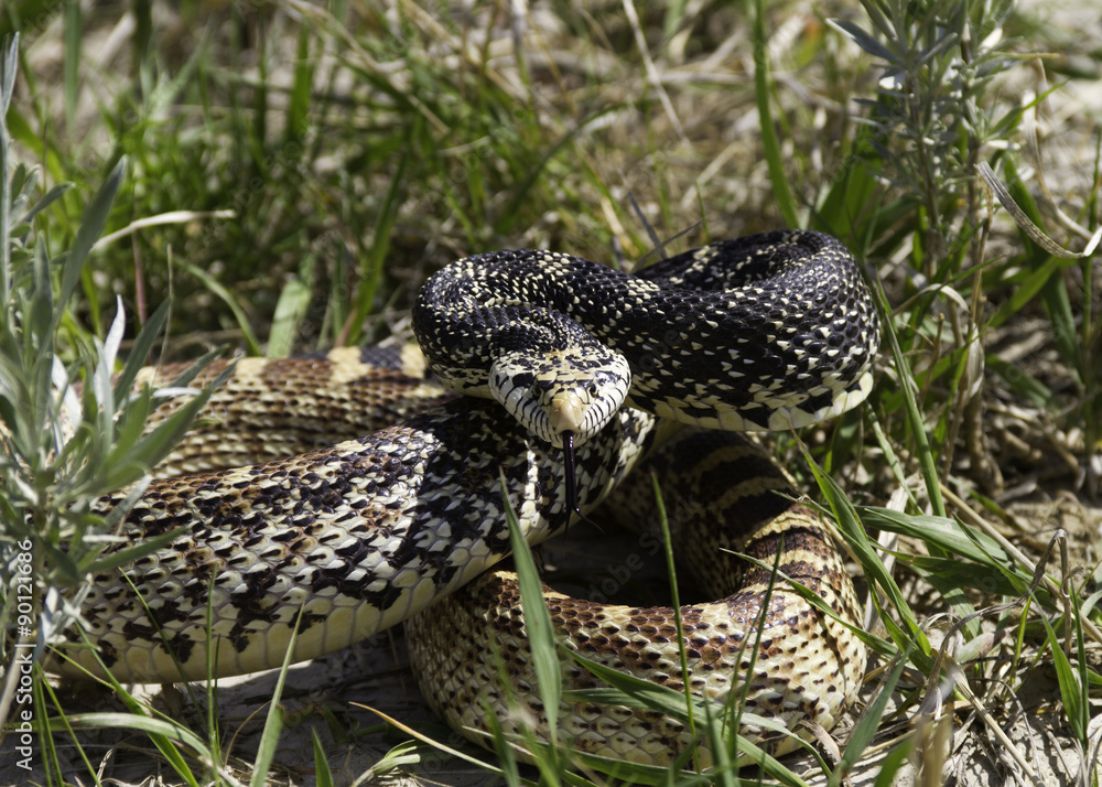 Bull Snake poised to strike Stock Photo | Adobe Stock