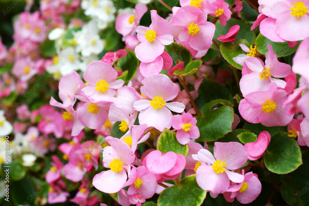 ピンクベゴニア Stock Photo | Adobe Stock