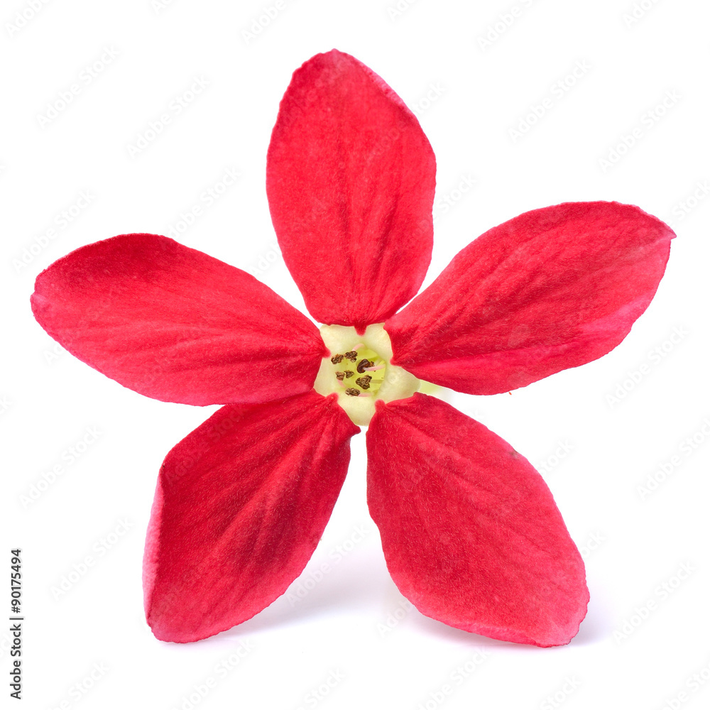 Red flower of Rangoon creeper on white background Stock Photo | Adobe Stock