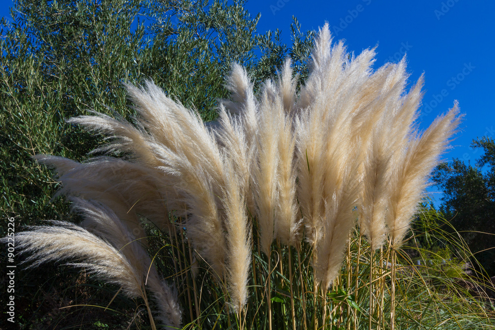 Cortaderia selloana pampas grass cortadera Stock Photo | Adobe Stock