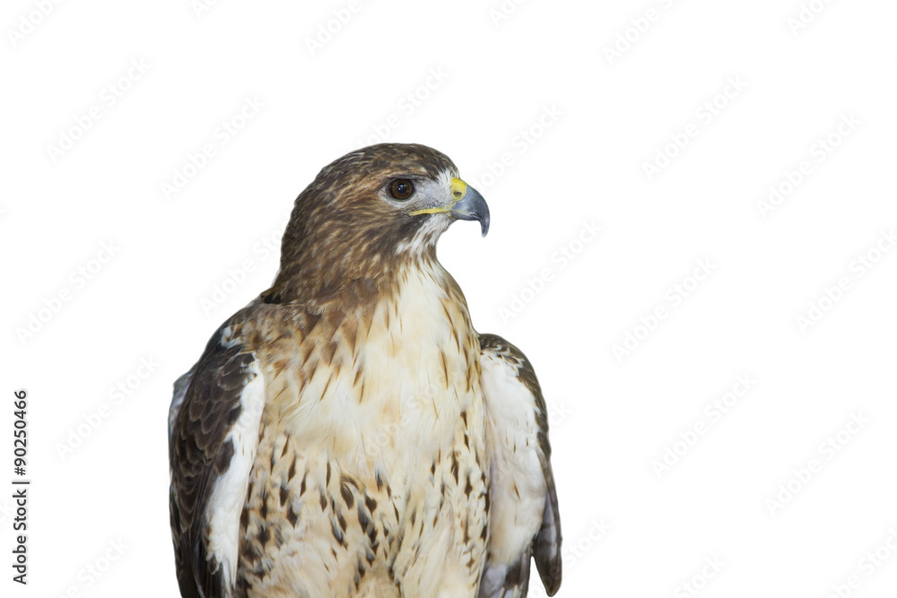 Hawk isolated on white background Stock Photo | Adobe Stock