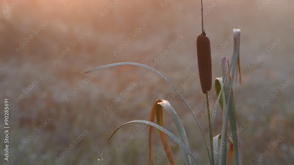 Cattails (Typha spp.) and other wetland plants are surrounded by an ...