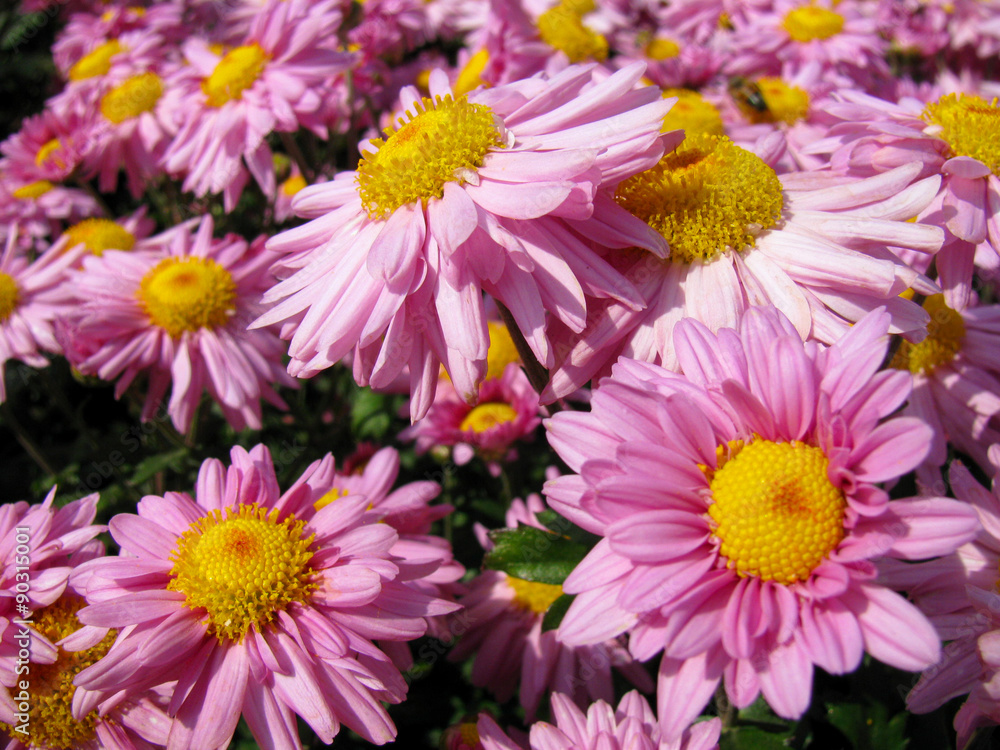 Pink daisy mums with yellow center Stock Photo | Adobe Stock