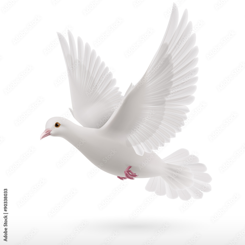 White dove Stock Vector | Adobe Stock