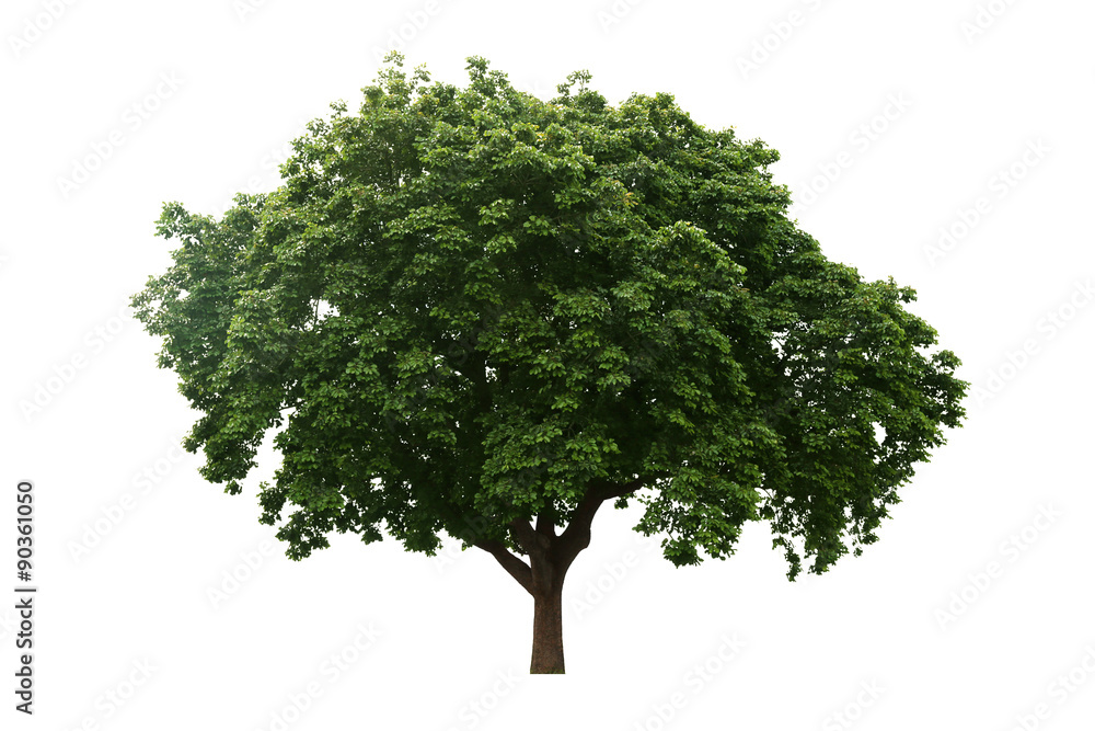 Old big tree isolated white background. Stock Photo | Adobe Stock
