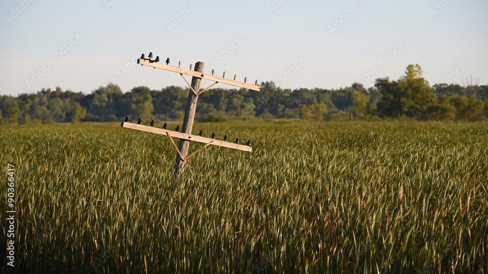 An old telephone pole with insulators and fallen wires, tilts to the ...