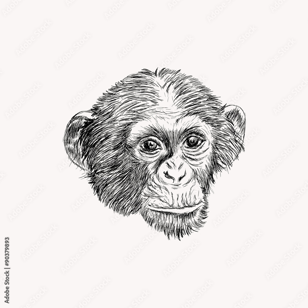 Sketch monkey face. Hand drawn doodle vector illustration. Stock Vector ...