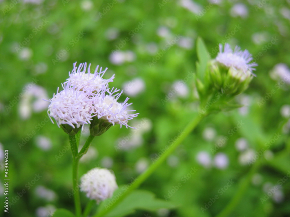 Siam weed Stock Photo | Adobe Stock