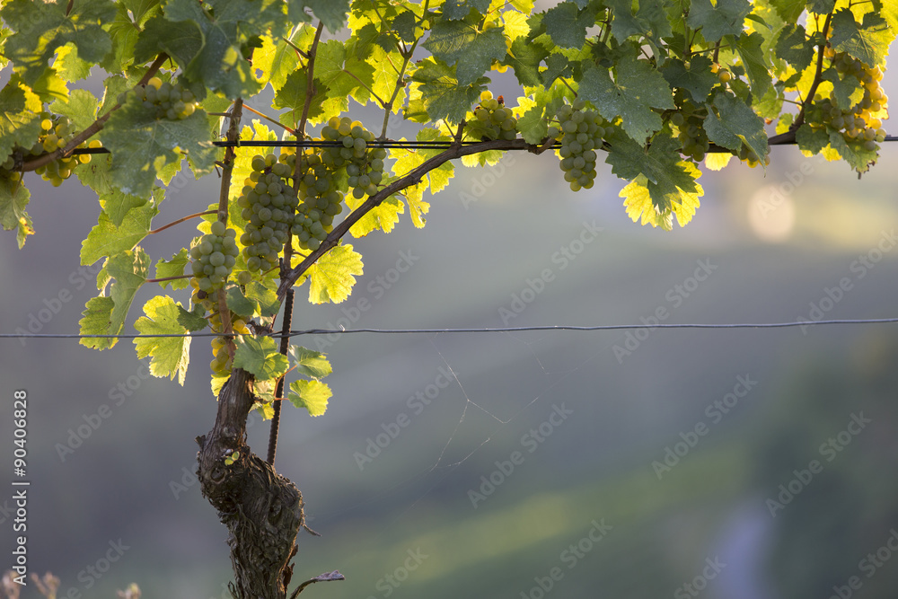 Weinrebe, Weinreben, Rebe, Reben, Weinstock, Steiermark, Südsteiermark ...