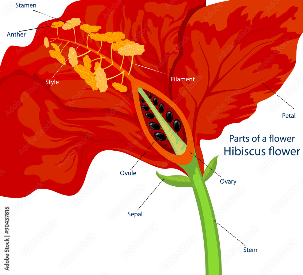 Parts of a flower,Hibiscus flower nature background Stock Vector ...