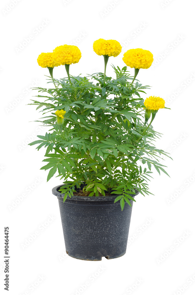 marigold flower in pot isolated on white background Stock Photo | Adobe ...
