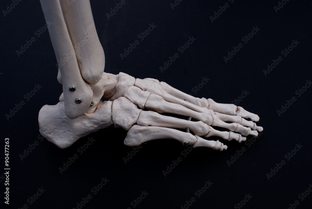 Lateral View of The Foot Stock Photo | Adobe Stock