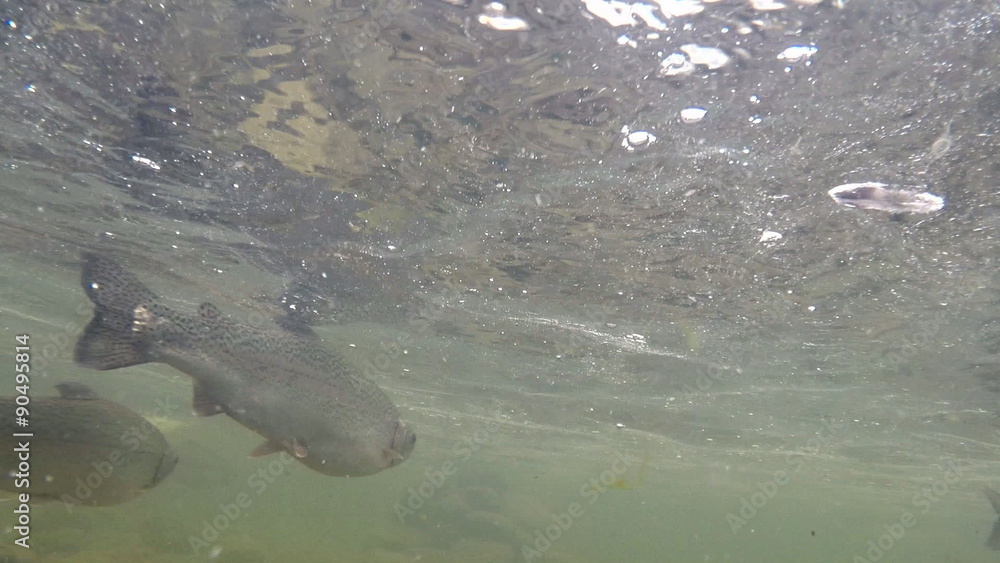 Spawning Rainbow Trout/ Fish rainbow trout spawn in the river. The fish ...