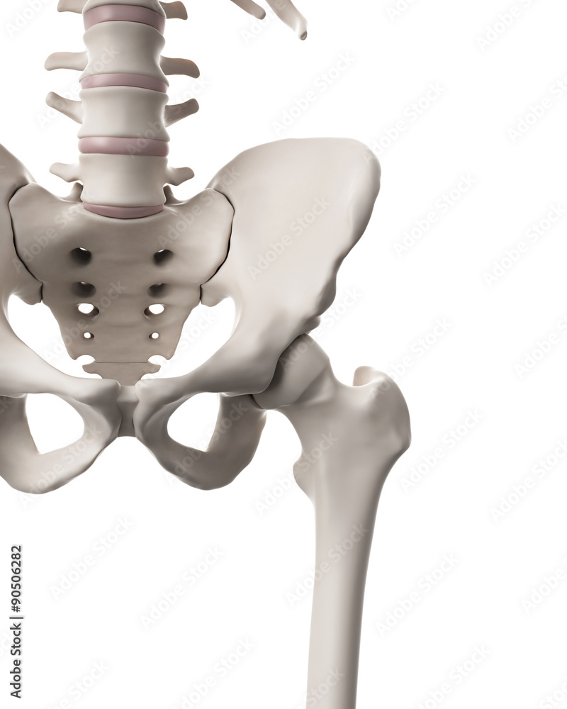 medically accurate illustration of the skeletal system - the hip and ...