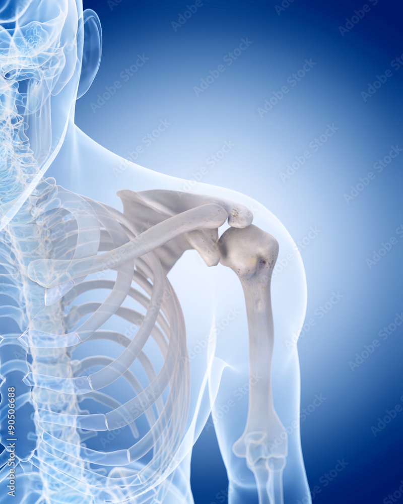 medically accurate illustration of the human skeleton - the shoulder ...