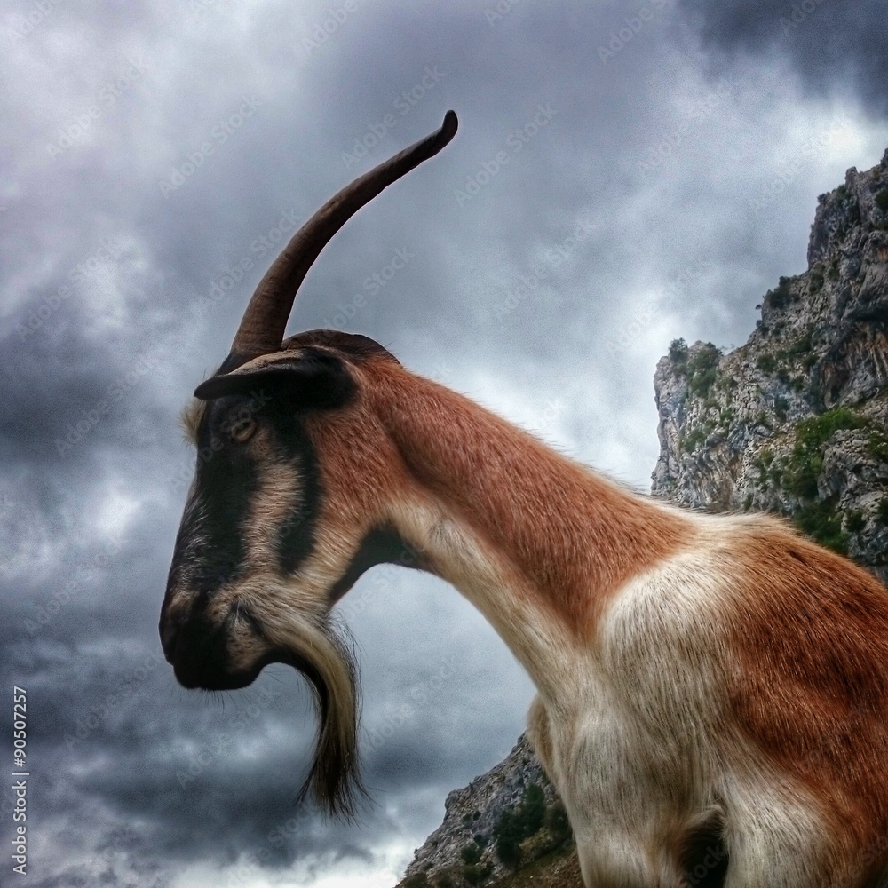 Perfil de cabra Stock Photo | Adobe Stock