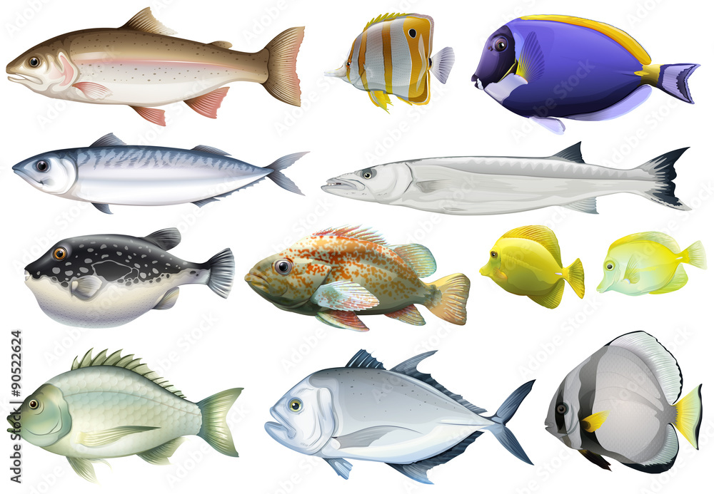 Different kind of ocean fish Stock Vector | Adobe Stock