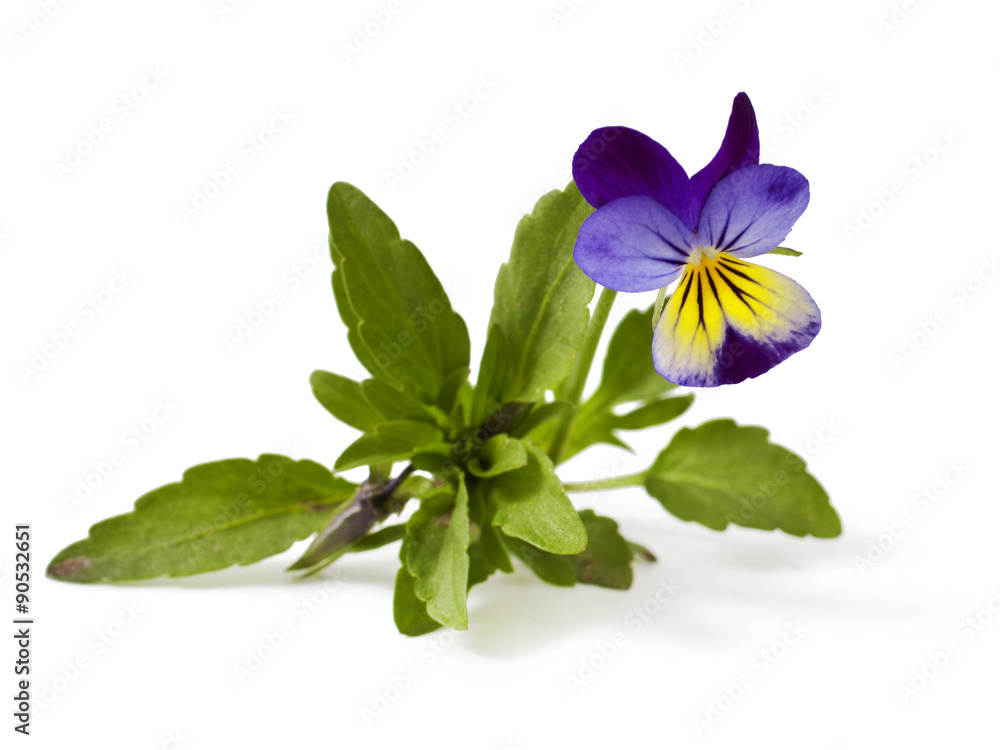 Pansy Leaves
