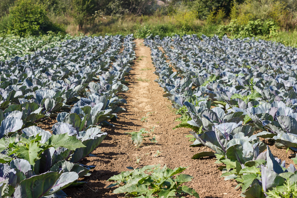 Kohlfeld Stock-Foto | Adobe Stock