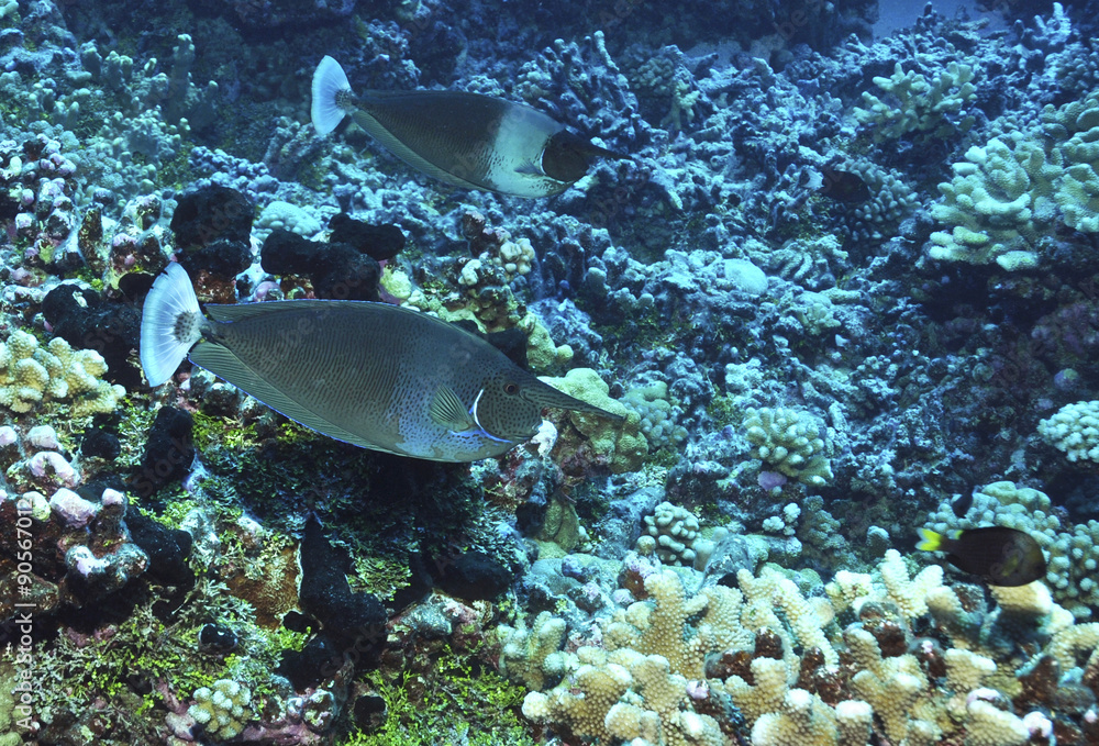 Nasenfische Stock Photo | Adobe Stock