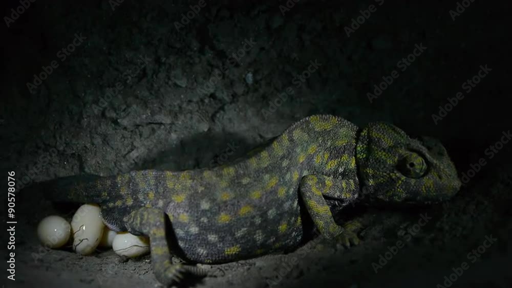 chameleon female laying eggs under ground tunnel Stock Video | Adobe Stock