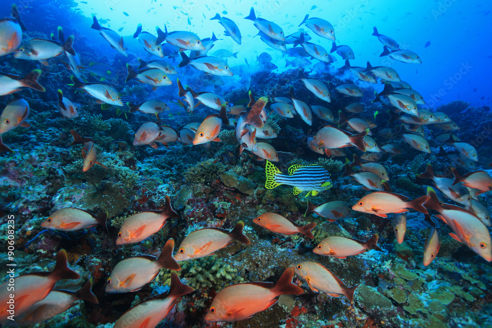 Humpback red snapper (Lutjanus gibbus) in the tropical coral reef Stock ...