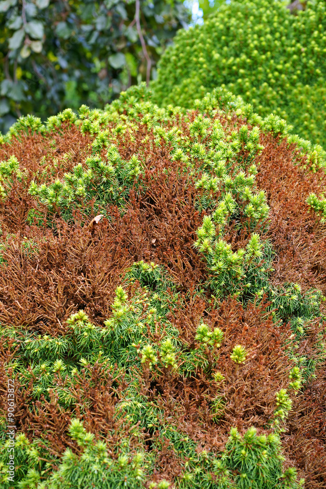 Spruce spider Oligonychus ununguis on Picea glauca Conica Stock Photo ...