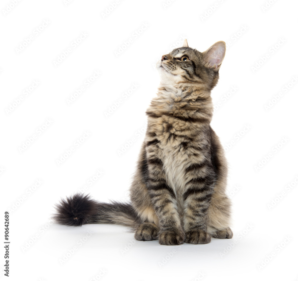 Cute tabby cat Stock Photo | Adobe Stock