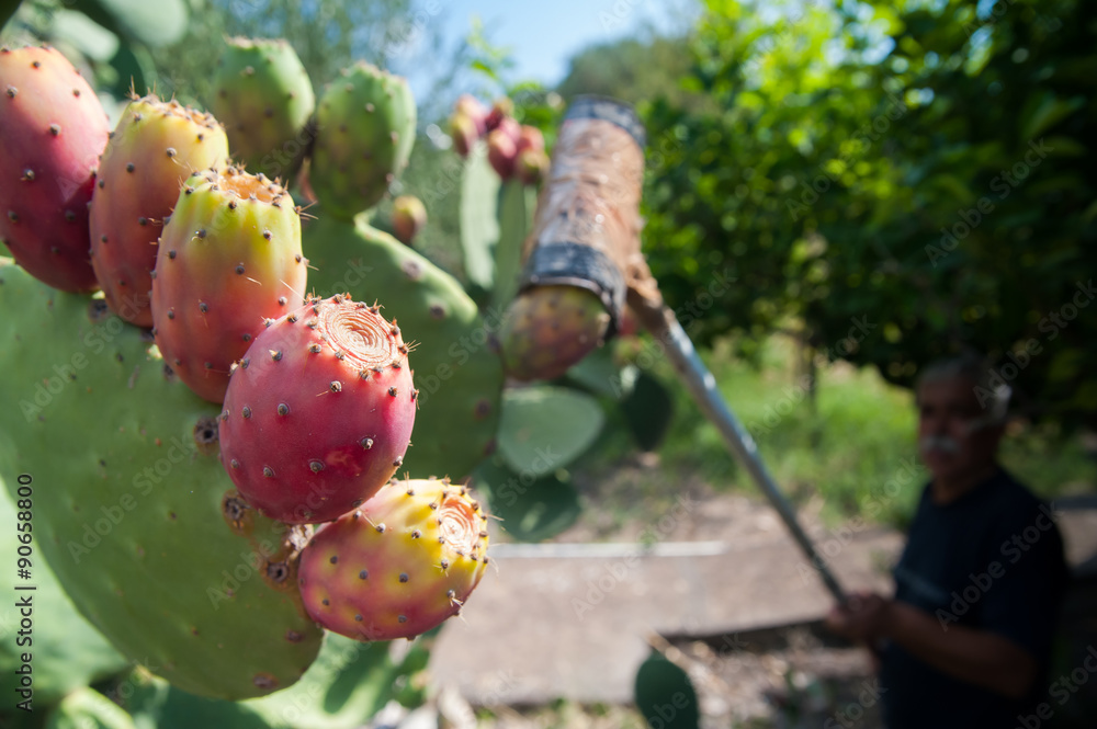 Siciian prickly pear picker at work using the typical regional tool ...
