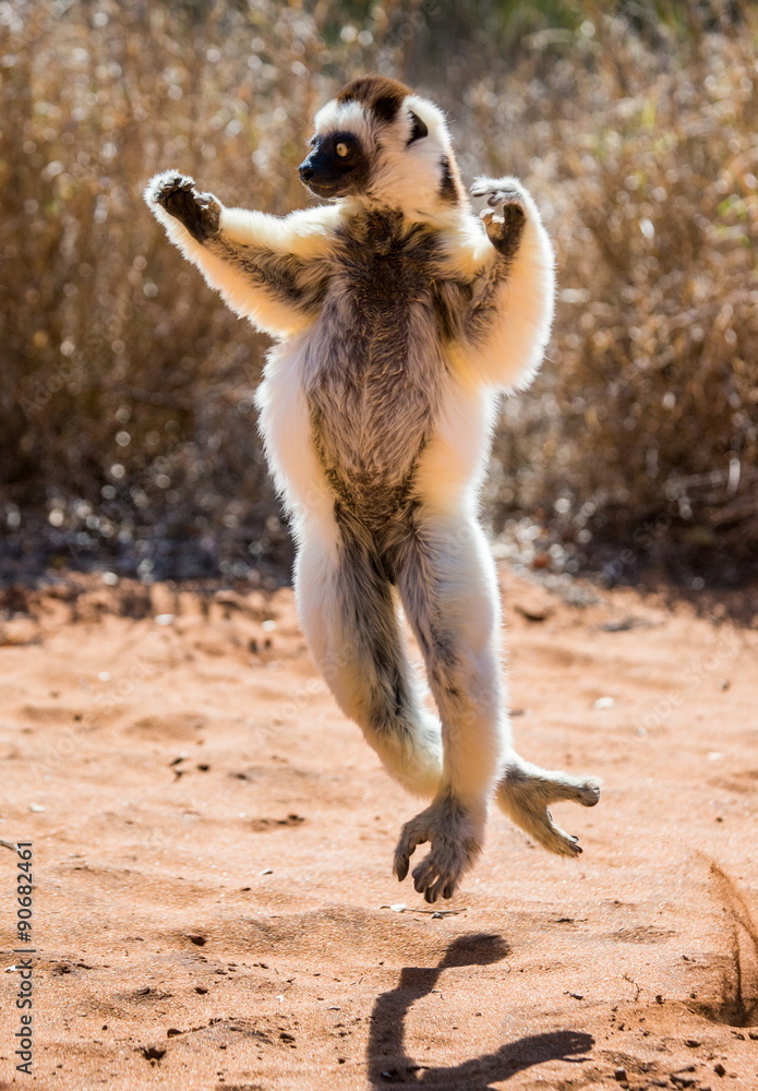 Dancing Lemur