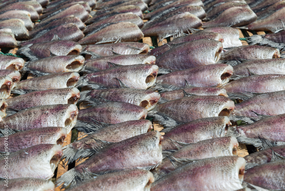Snake Skin Gourami Fish,Pla Salit (Trichogaster pectoralis) Stock Photo ...