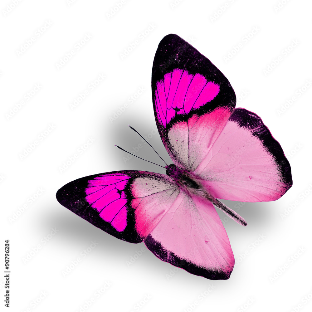 Pink Butterfly Flying